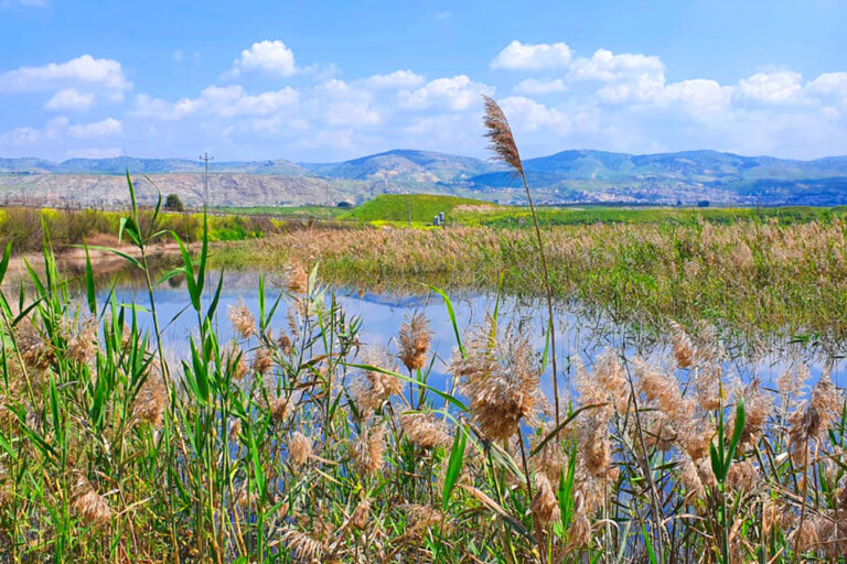 Nature Israel Homepage - Nature Israel