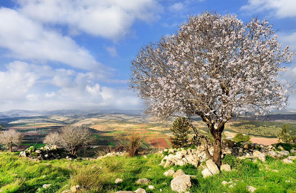 Special for Tu B’Shvat - Israel’s Afforestation Policy: Is Tree ...