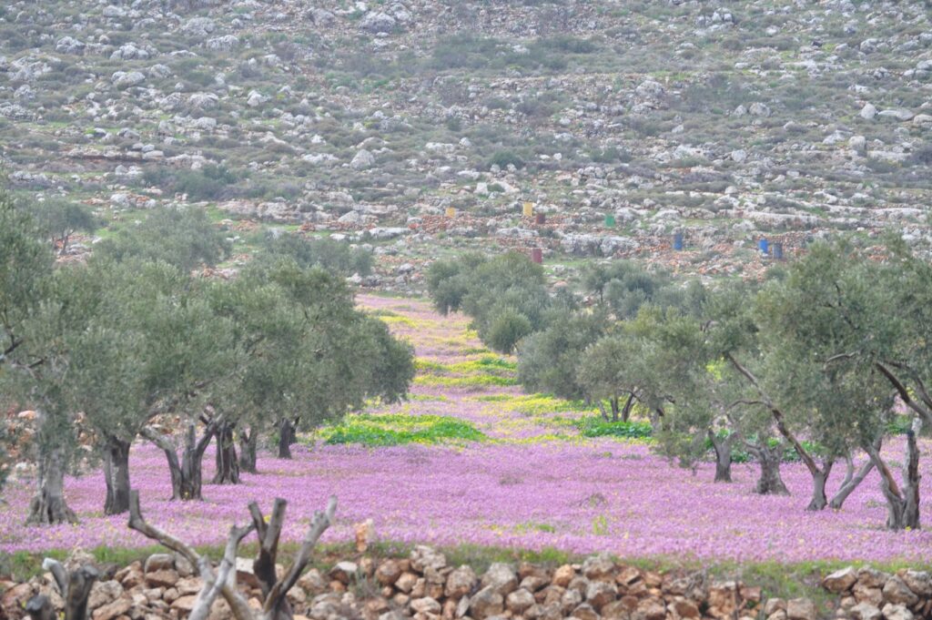 Nature Israel Homepage - Nature Israel