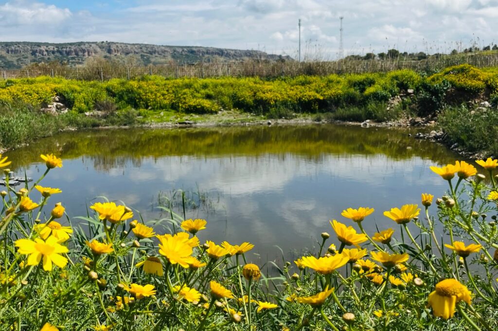 Nature Based Solutions to Climate Change - Nature Israel