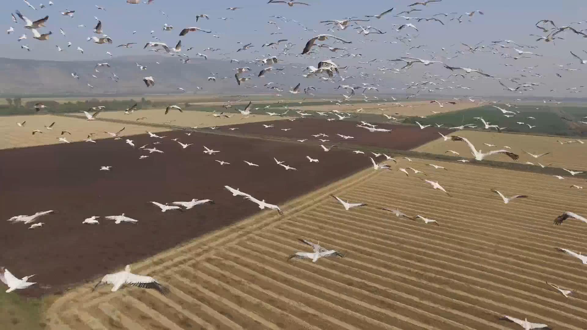 Nature Israel Homepage - Nature Israel